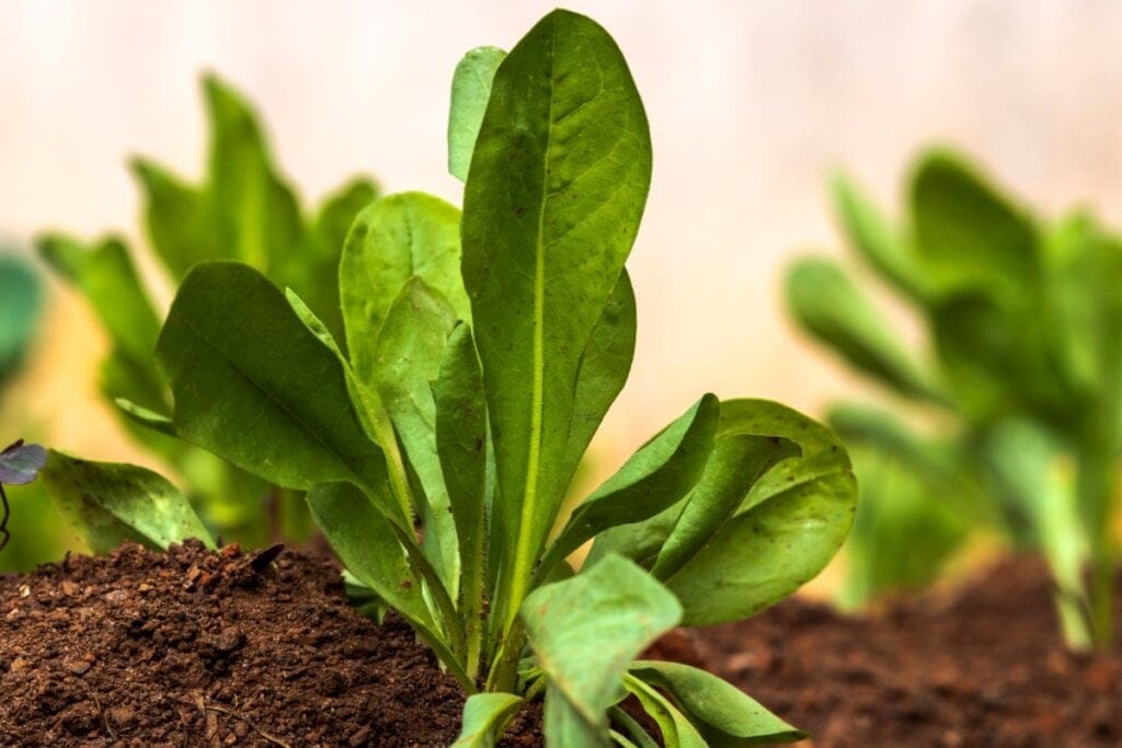 7 benefícios do almeirão para a saúde - O Diário de Mogi